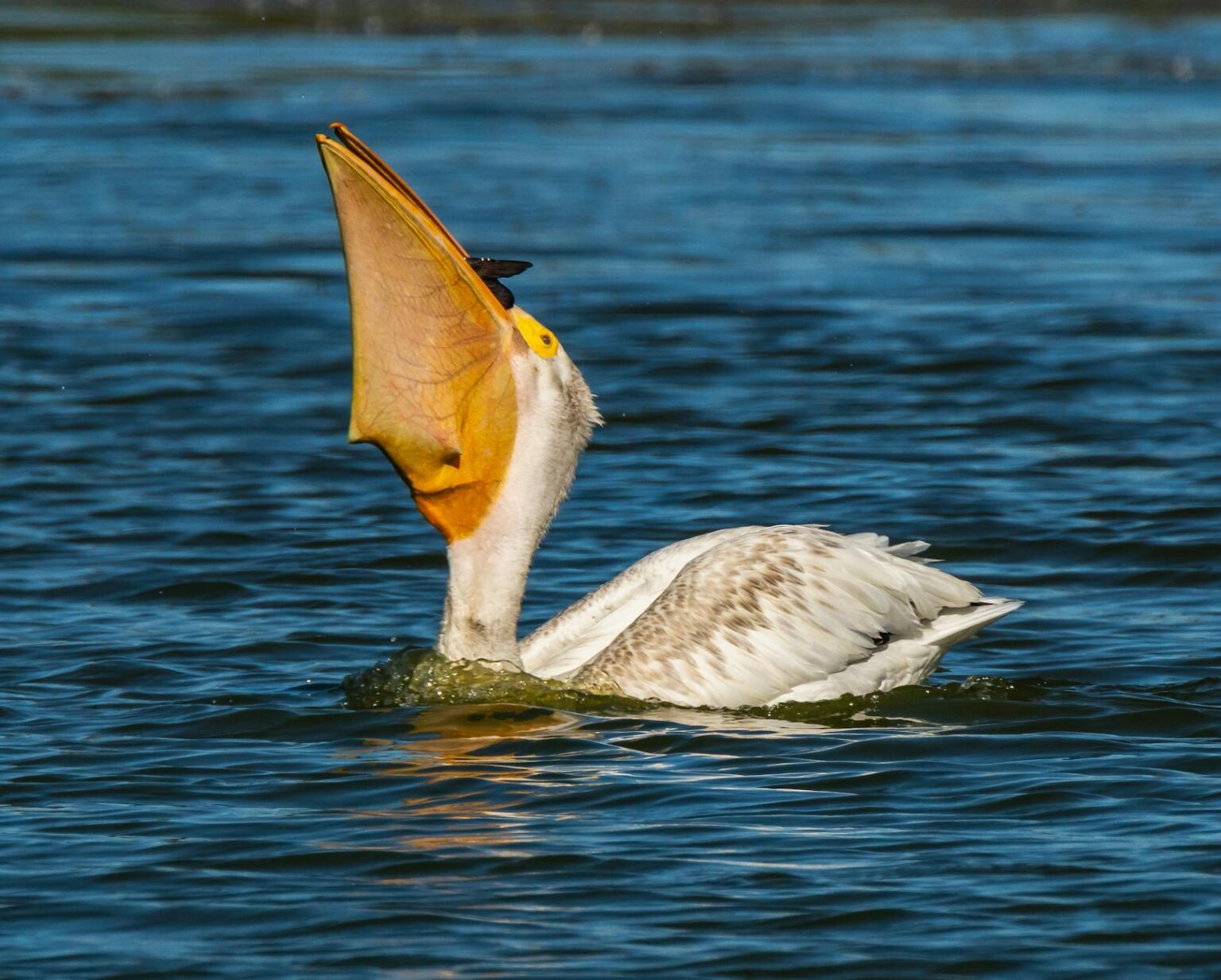 dexocalm: prospect, informatii, mod de administrare, reactii adverse ...